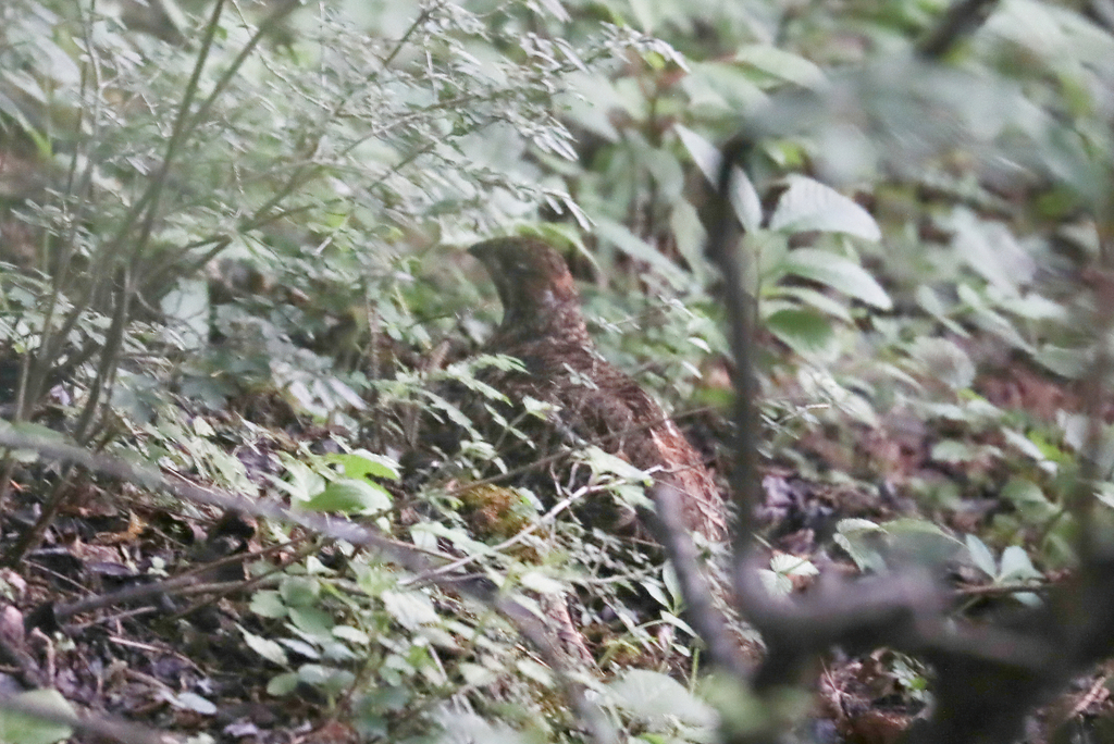 Chinese Grouse in June 2022 by Mengshuai Ge · iNaturalist