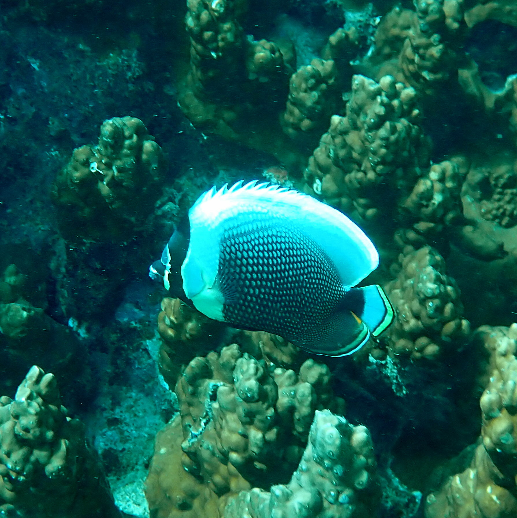 Chaetodon reticulatus Cuvier, 1831