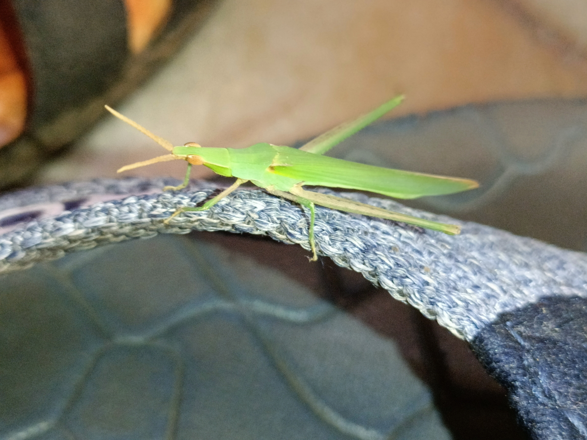 Atractomorpha lata (Mochulsky, 1866)