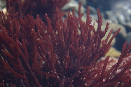 Champia chathamensis · iNaturalist