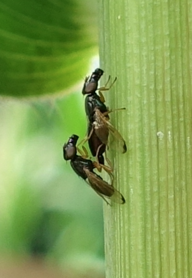 Rivellia apicalis from Yuhang District, Hangzhou, Zhejiang, China on ...
