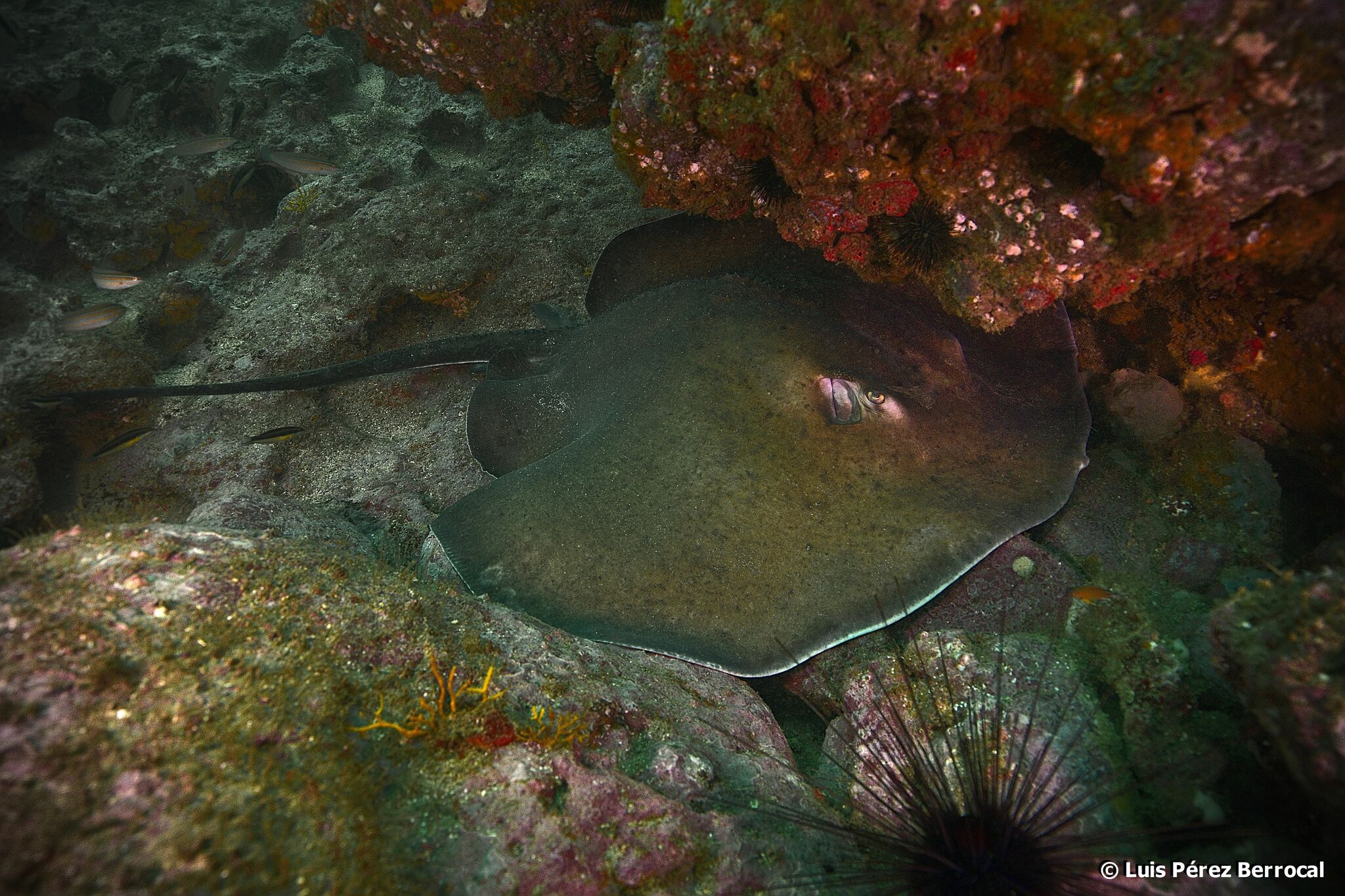 Taeniura grabata (Geoffroy Saint-Hilaire, 1817)