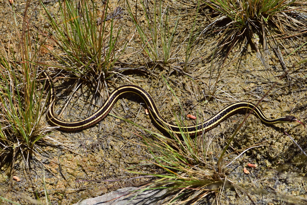 Northern Ribbon Snake from Camden Alvar, Lennox and Addington County ...