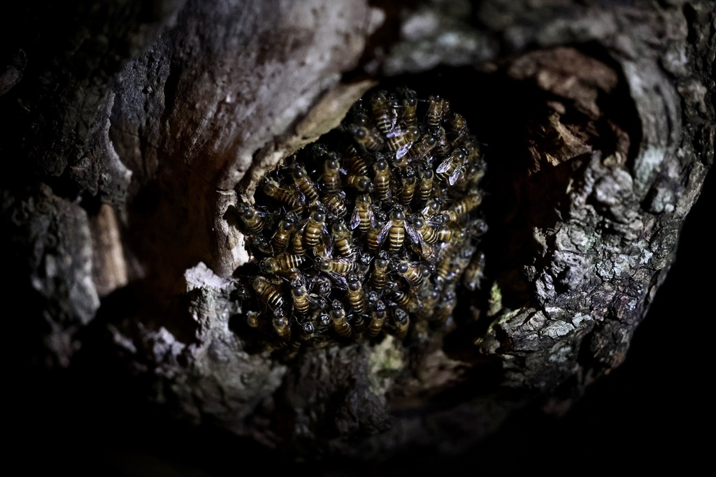 Asian Honey Bee in July 2022 by kinbutterflies · iNaturalist