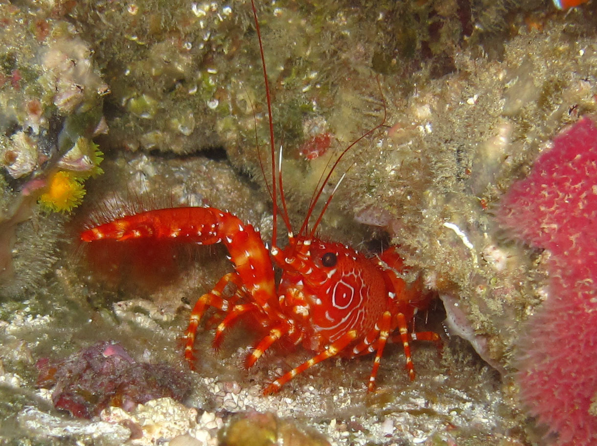 Enoplometopus antillensis Lütken, 1865