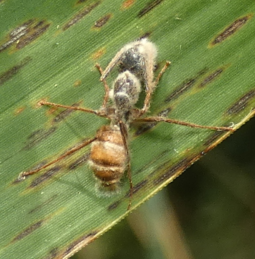 Camponotus atriceps from Zona rural de Paudalho - Pernambuco on June 18 ...