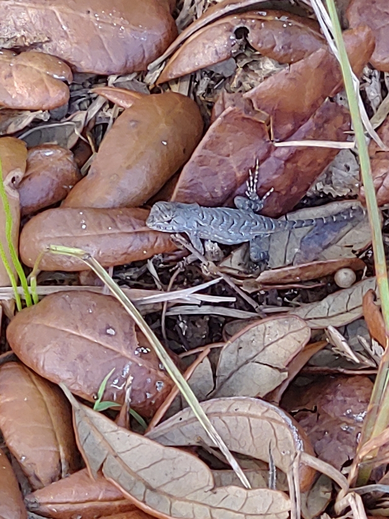 Florida Scrub Lizard in July 2022 by Diana · iNaturalist