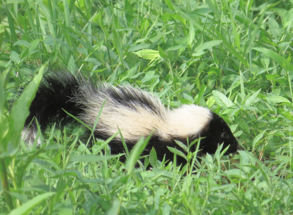 Striped Skunk from University, VA 22903, USA on July 5, 2022 at 08:10 ...