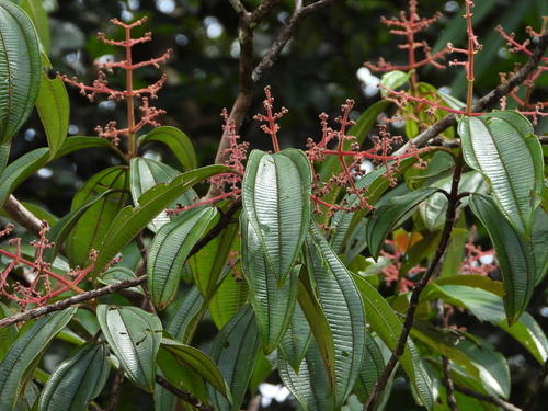Miconia tschudyoides · iNaturalist