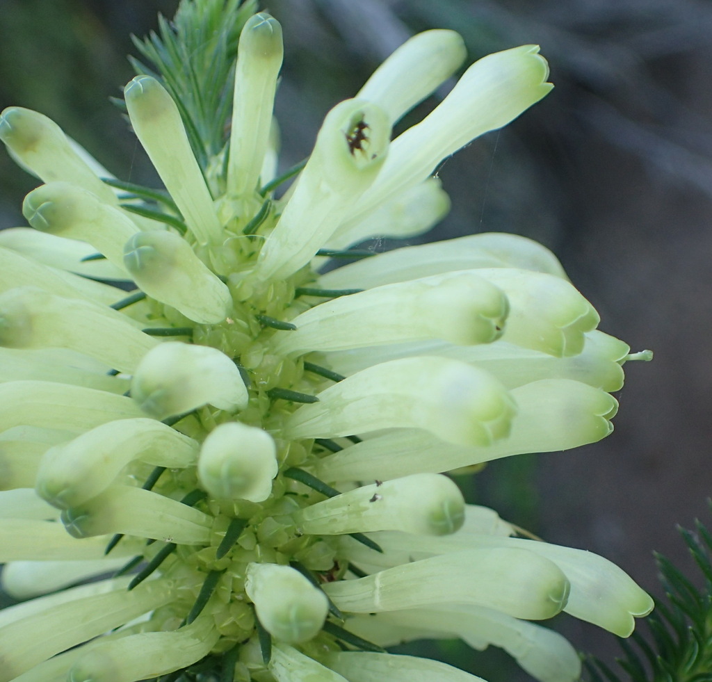 Bottle Green Heath from Fynbos Trail, South Cape DC, South Africa on ...