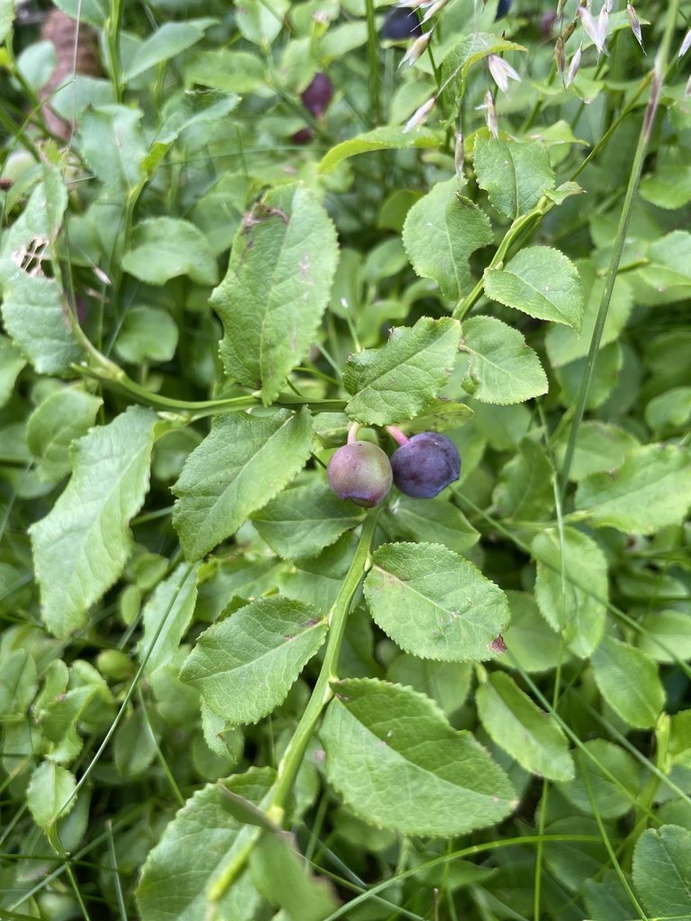common bilberry from Perca, Trentino-Alto Adige/Sudtirol, IT on July 5 ...