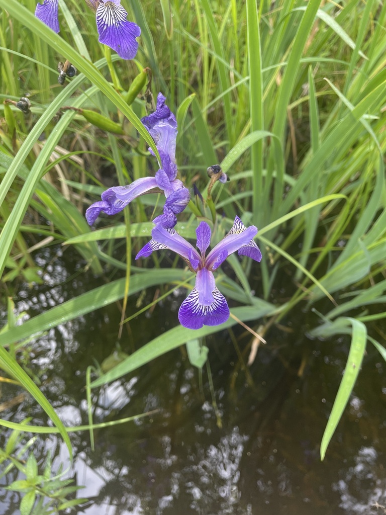 northern blue flag from Cass County, US-MN, US on July 05, 2022 at 10: ...
