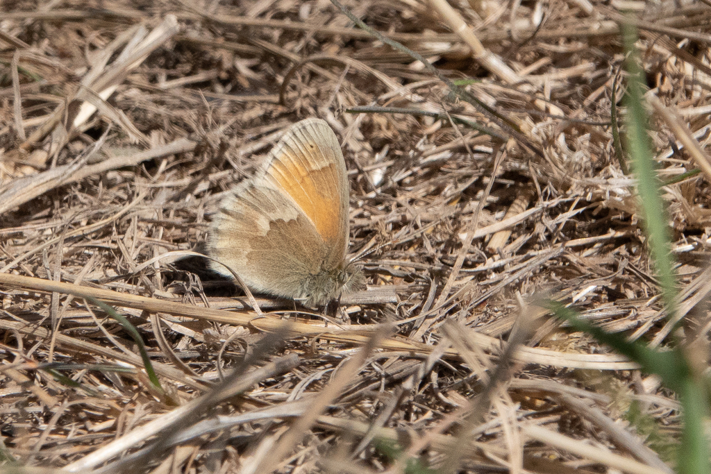 Common Ringlet (Acadia National Park Butterfly Guide 🦋) · iNaturalist