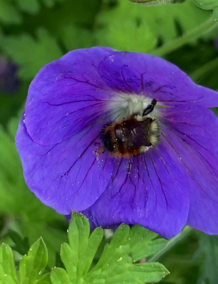 Red-belted Bumble Bee from Douglasdale, Calgary, AB T2Z, Canada on June ...