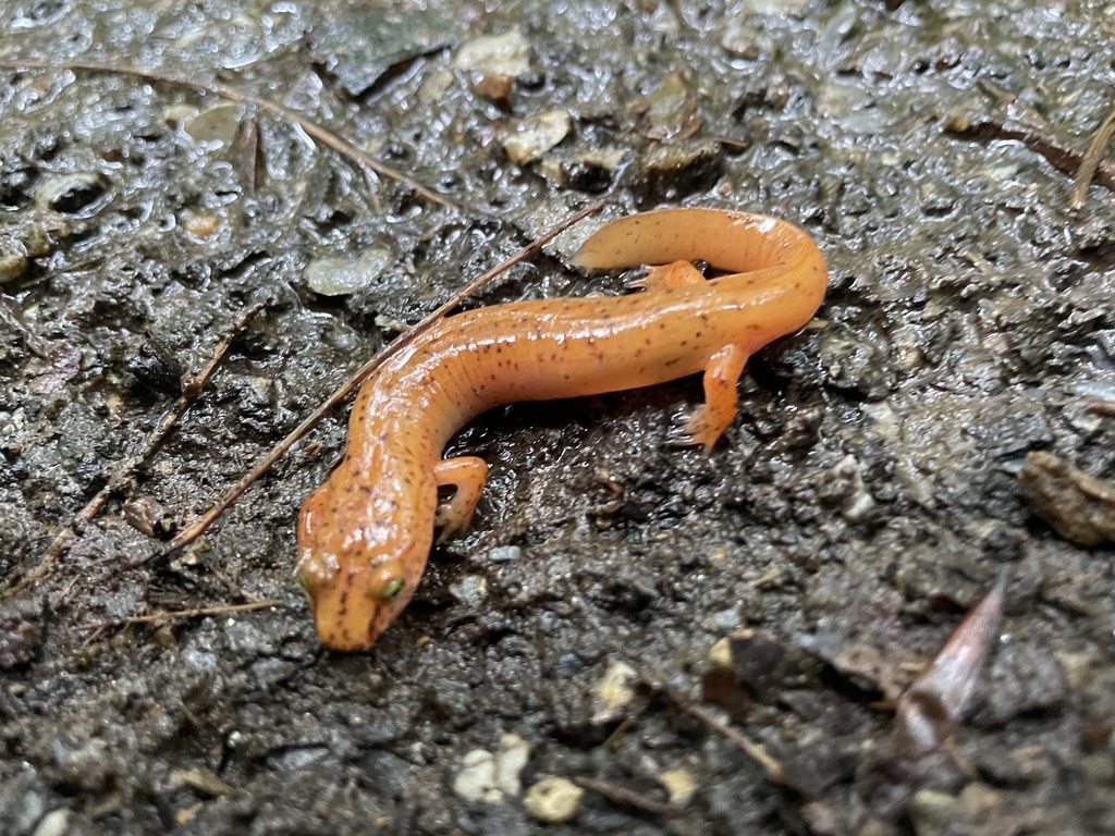Blue Ridge Spring Salamander from Cherokee National Forest, Roan ...