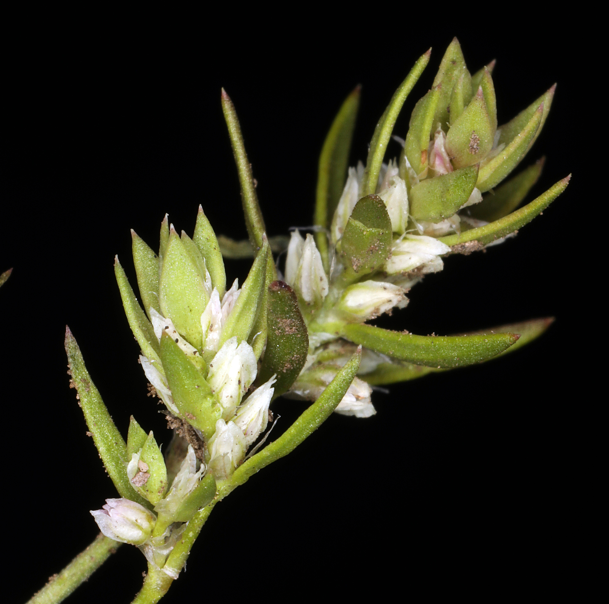 Polygonum douglasii Greene