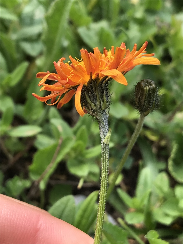 Golden Hawksbeard (Crepis aurea) - Botanical Realm