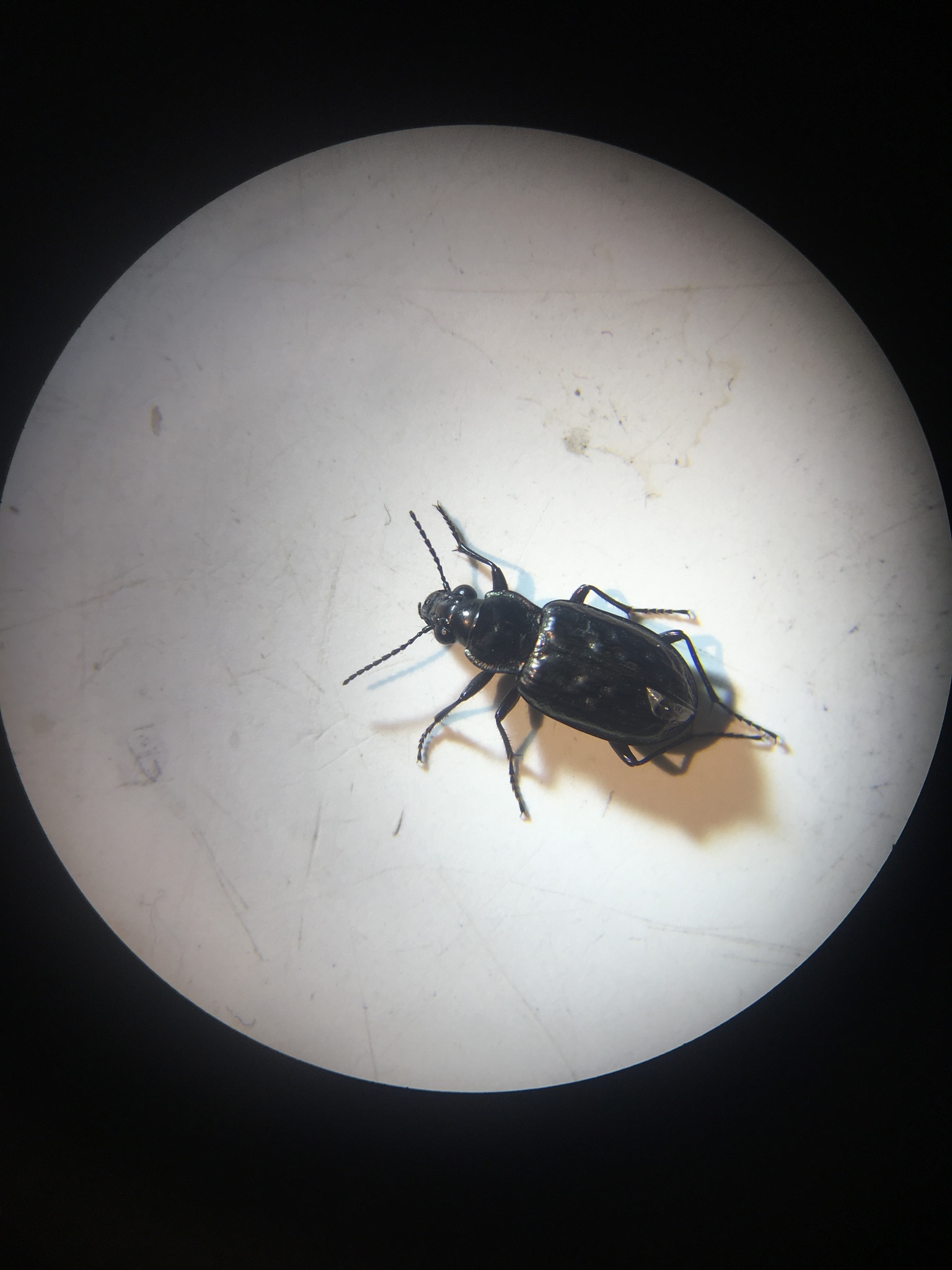 Blethisa multipunctata (Linnaeus, 1758)