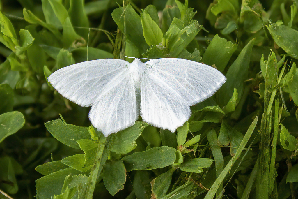 Snowy Geometer Moth from La Crosse, WI, USA on July 05, 2022 at 09:01 ...