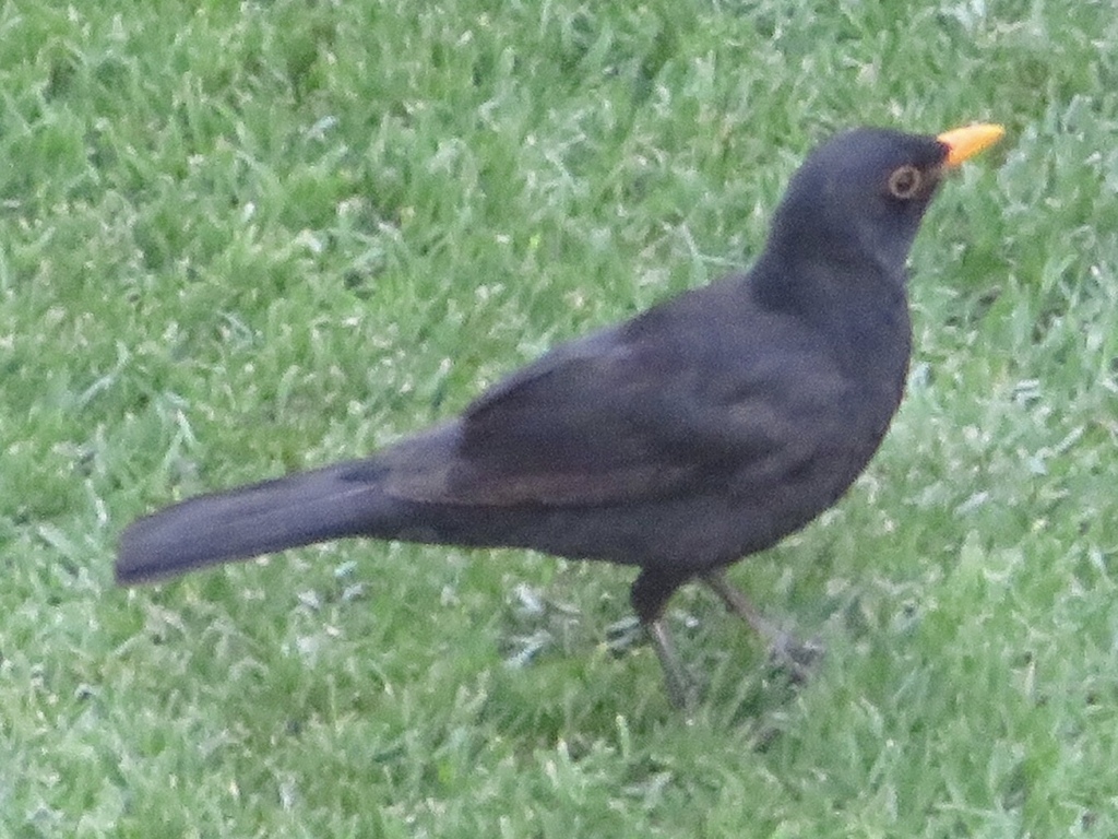 Eurasian Blackbird from Mubarak Axis, Awal Al Qahera Al Gadida, Helwan ...