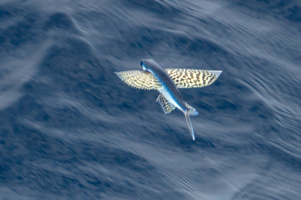 Yellow-wing Flyingfish on March 19, 2020 at 09:53 AM by Максим ...