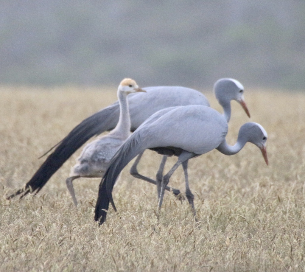 Blue Crane from WC, ZA on November 6, 2015 at 06:06 AM by Cheryl ...
