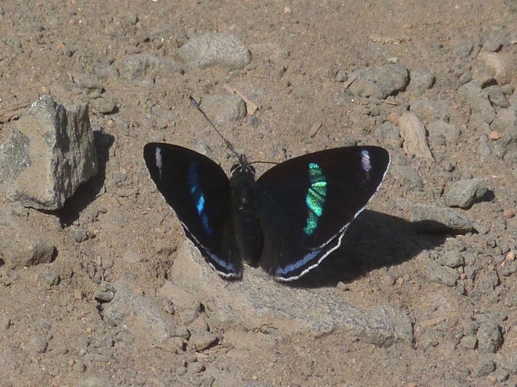 Diaethria eluina (Borboletas de Rio Claro, SP/Butterflies of Rio Claro ...
