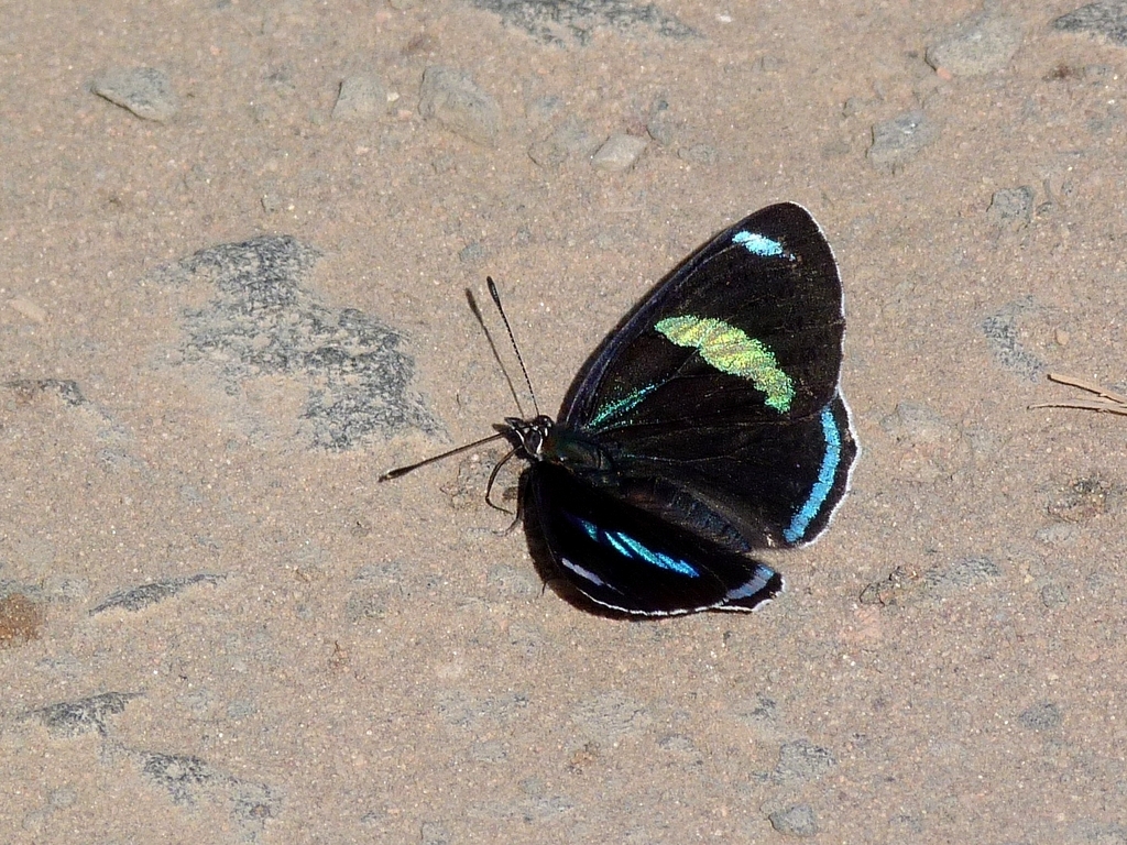 Diaethria eluina (Borboletas de Rio Claro, SP/Butterflies of Rio Claro ...
