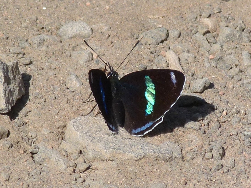 Diaethria eluina (Borboletas de Rio Claro, SP/Butterflies of Rio Claro ...