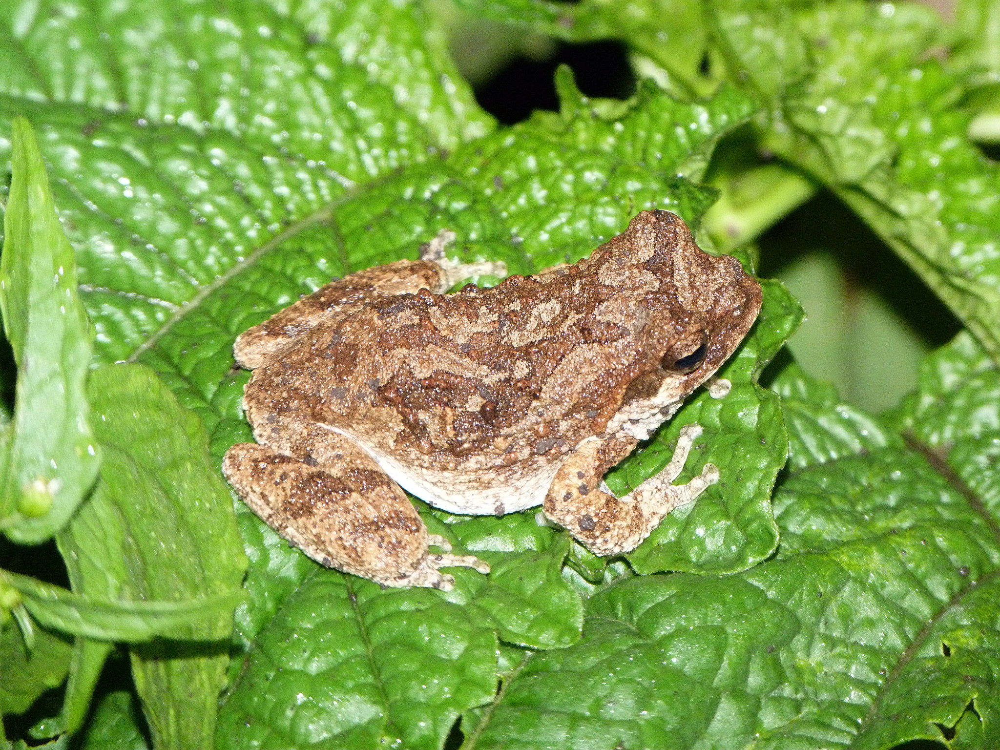 Chiromantis petersii Boulenger, 1882