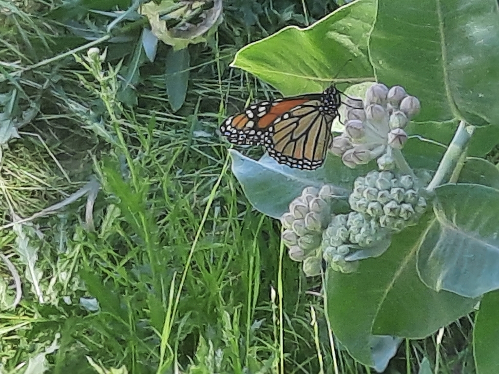 Monarch from S Americana Blvd & Ann Morrison Park NEC, Boise, ID 83706 ...