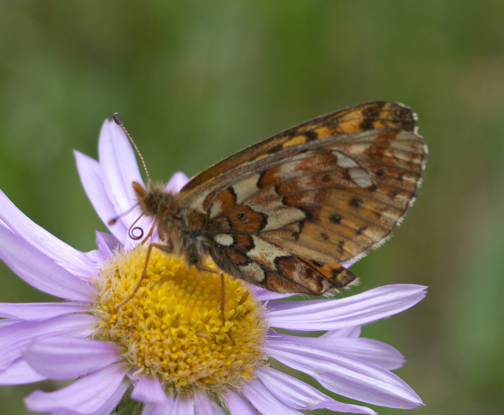 Arctic Fritillary (Crater Lake National Park Pollinator Guide 🐝 🦋 ...