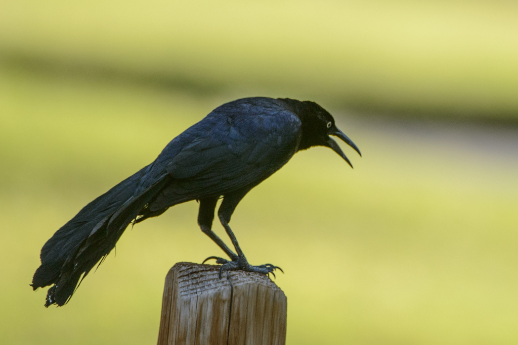 Great-tailed Grackle (The Birds of Banning Park and Museum) · iNaturalist