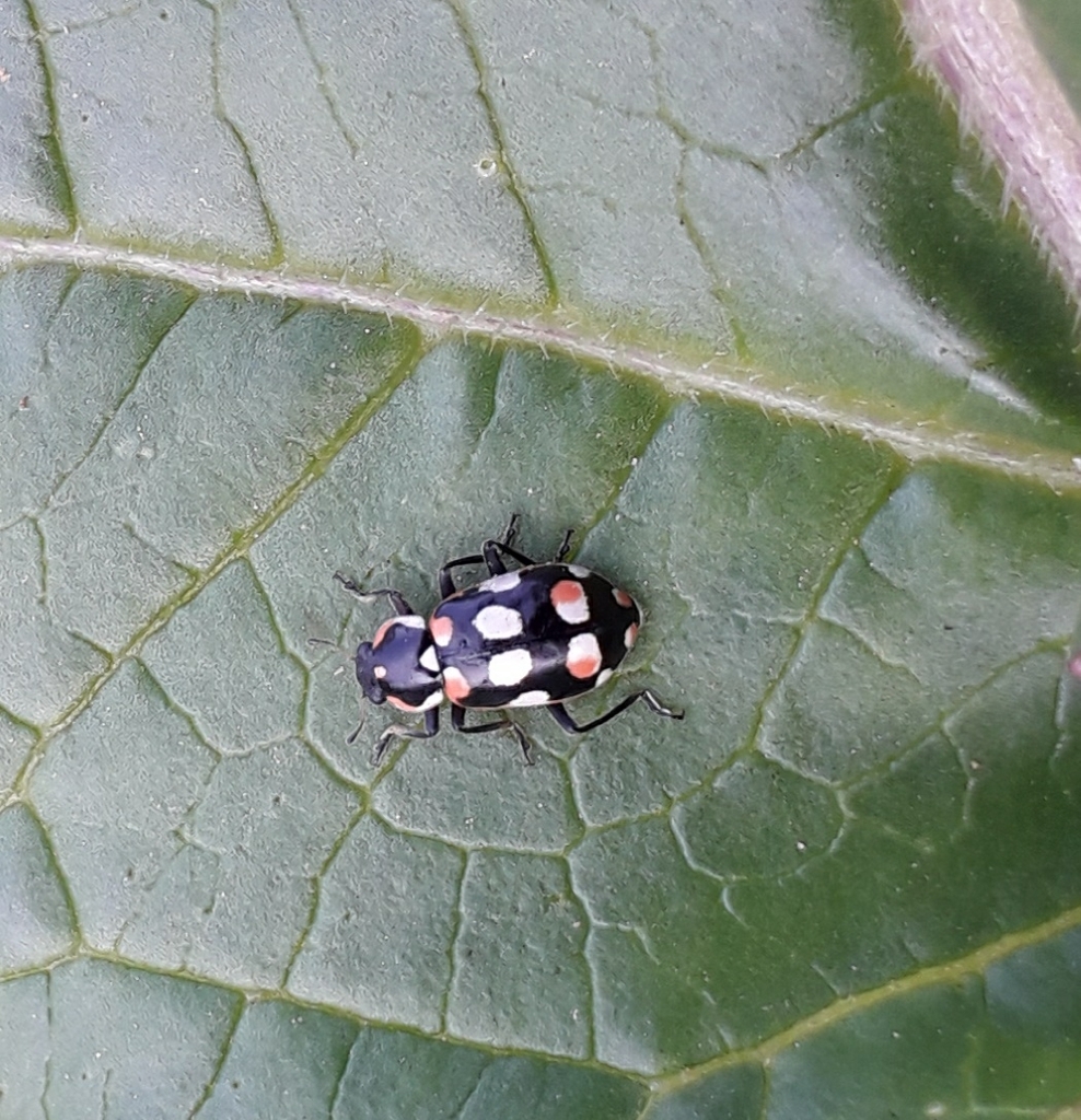 Eriopis connexa from Rambla Costanera Y Calcagno Bajada 10, 15000 ...