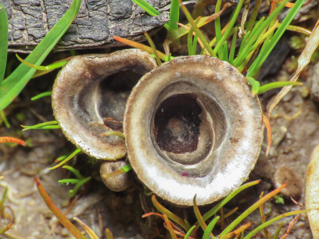 Cyathus from Linares, Maule, Chile on July 05, 2022 at 04:01 PM by ...