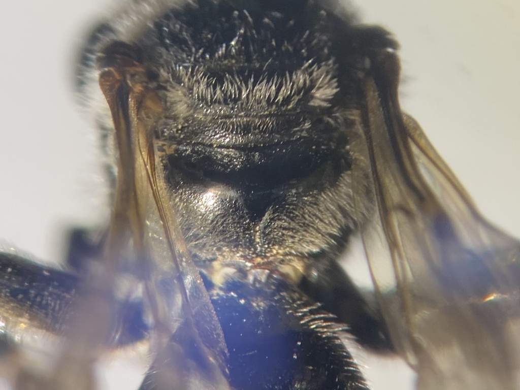 Macropis patellata from Harding Township, NJ, USA on July 4, 2022 at 10 ...