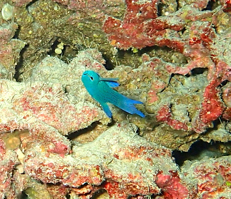 Assessor randalli Allen & Kuiter, 1976