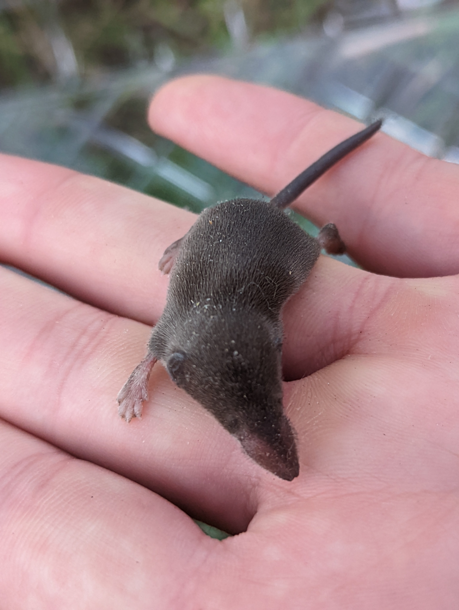 Sorex fumeus G.M.Miller, 1895