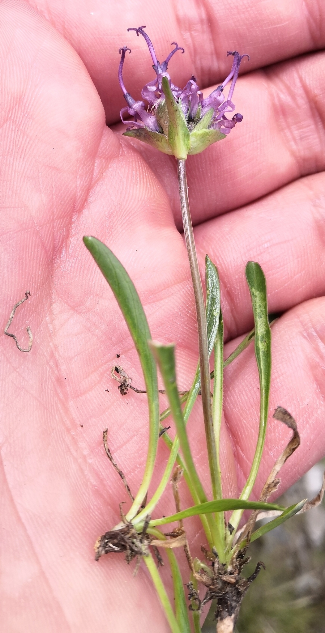 Phyteuma confusum A.Kern.