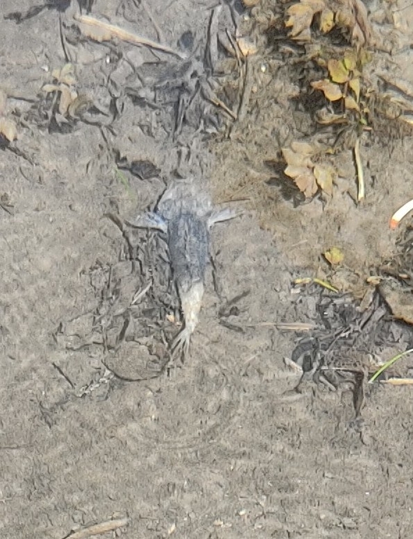 Cottus gobio Linnaeus, 1758