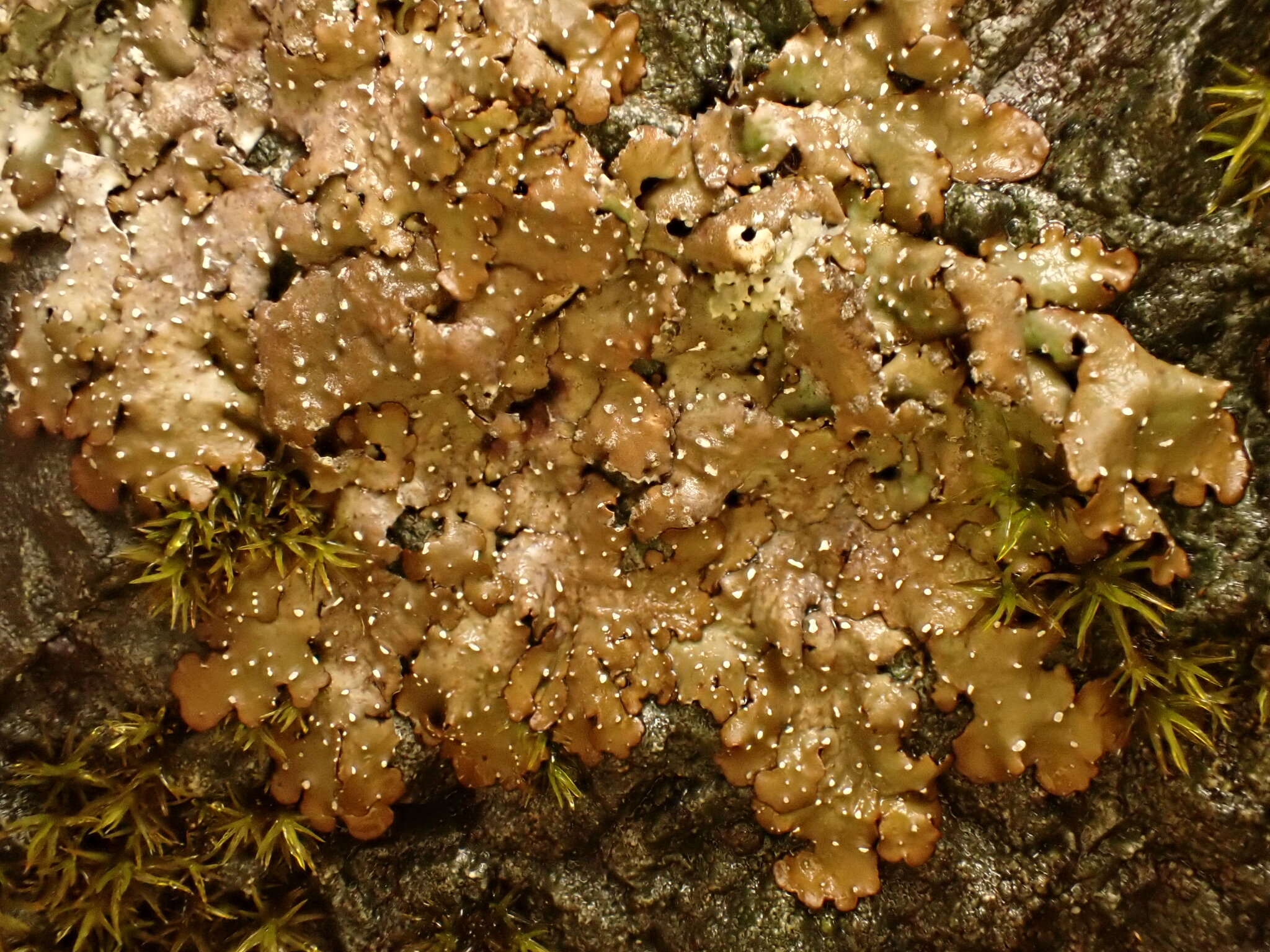 Punctelia stictica (Delise ex Daby) Krog