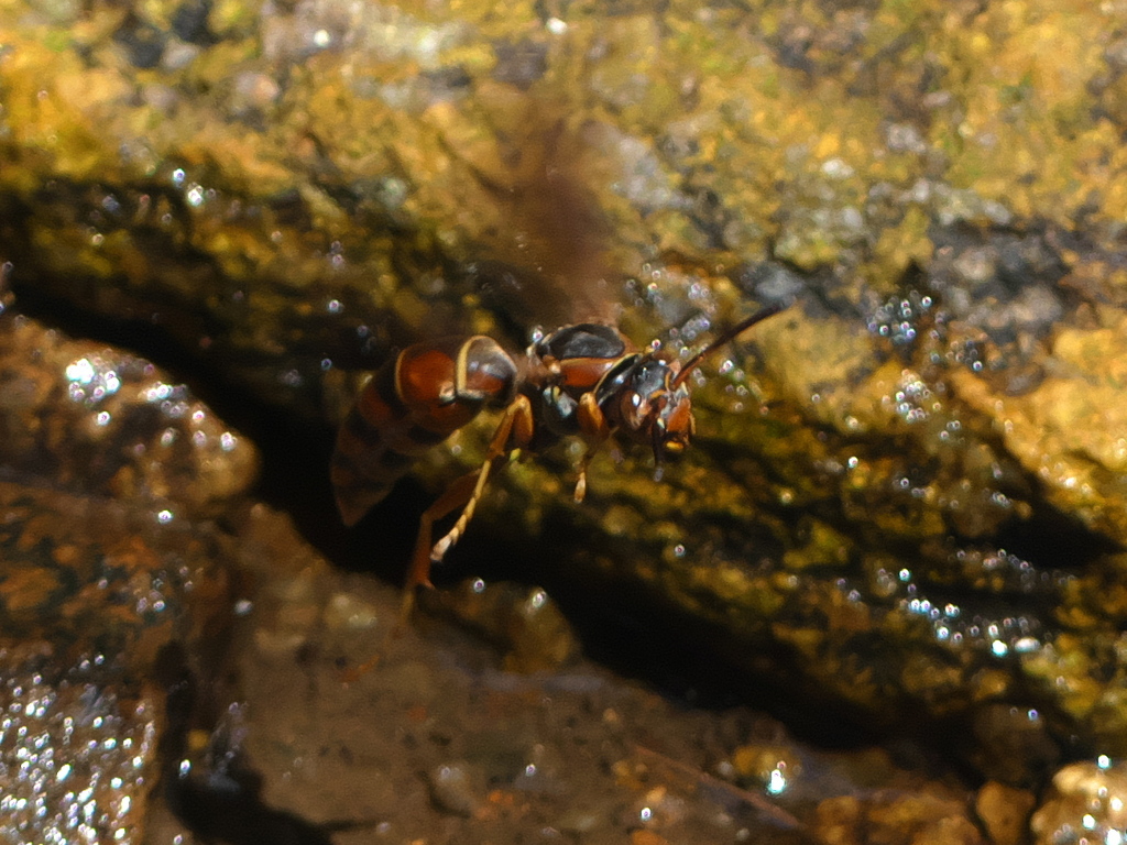 fuscatus-group Paper Wasps from 11 Hardscrabble Rd, Bernardsville, NJ ...