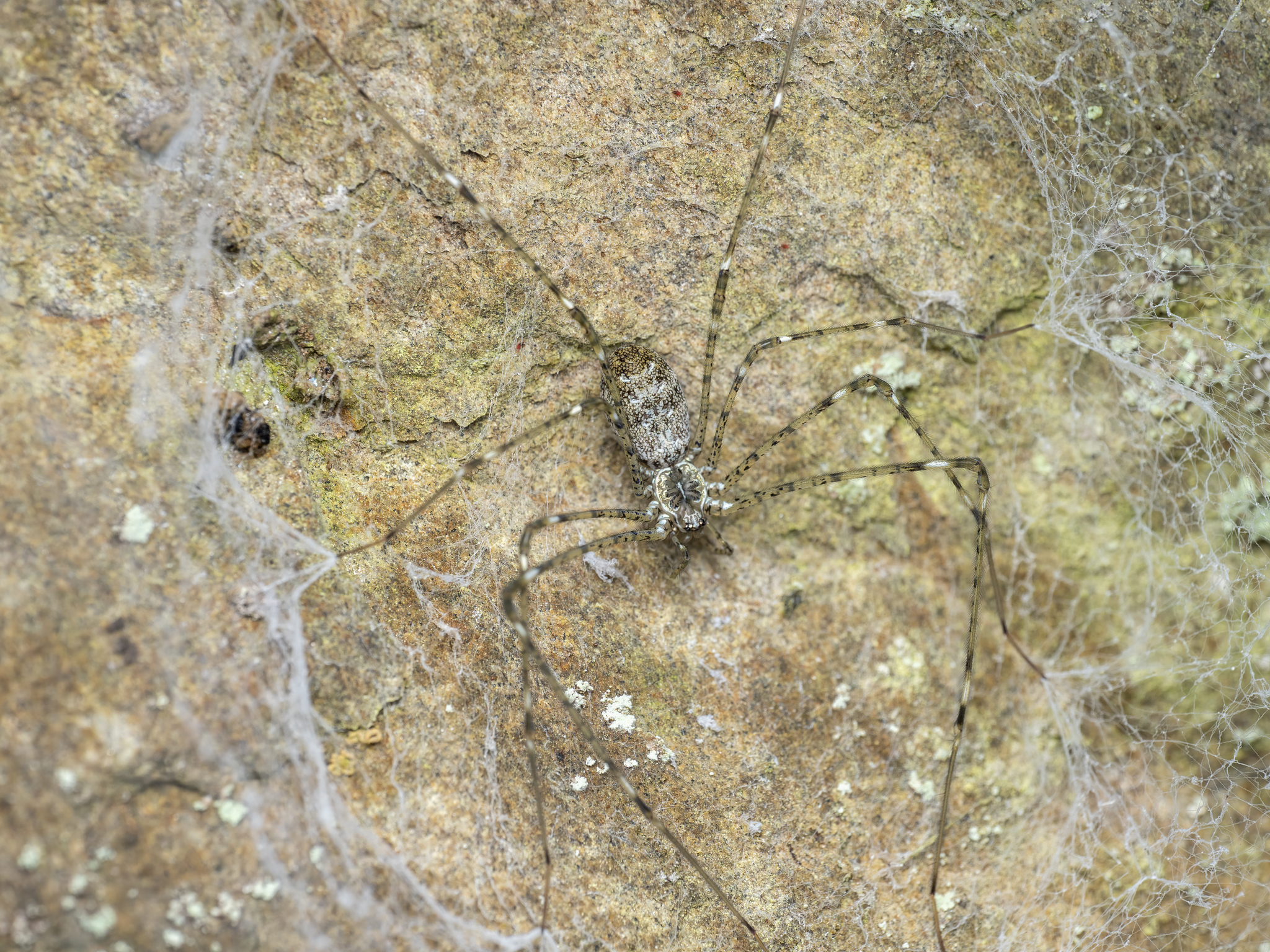 Hypochilidae