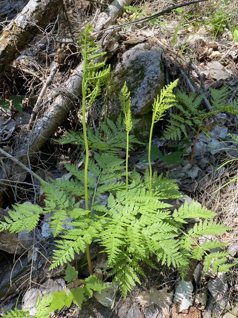 rattlesnake fern from Marquette, MI, US on July 02, 2022 at 12:32 PM by ...