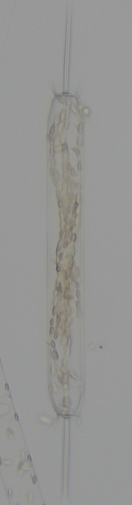 Ditylum from Bristol, RI 02809, USA on July 1, 2022 at 08:50 PM by ...