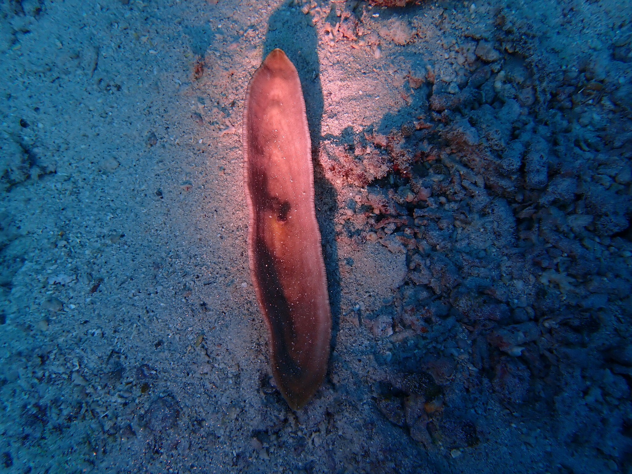 Polyphyllia Blainville, 1830