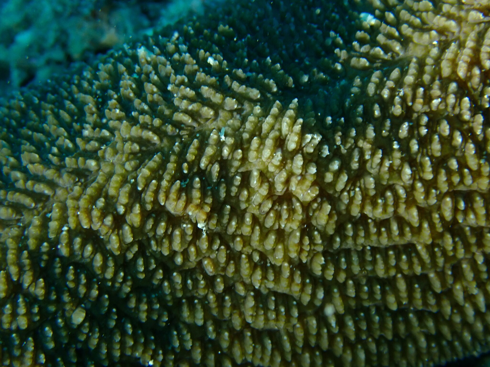 Polyphyllia Blainville, 1830