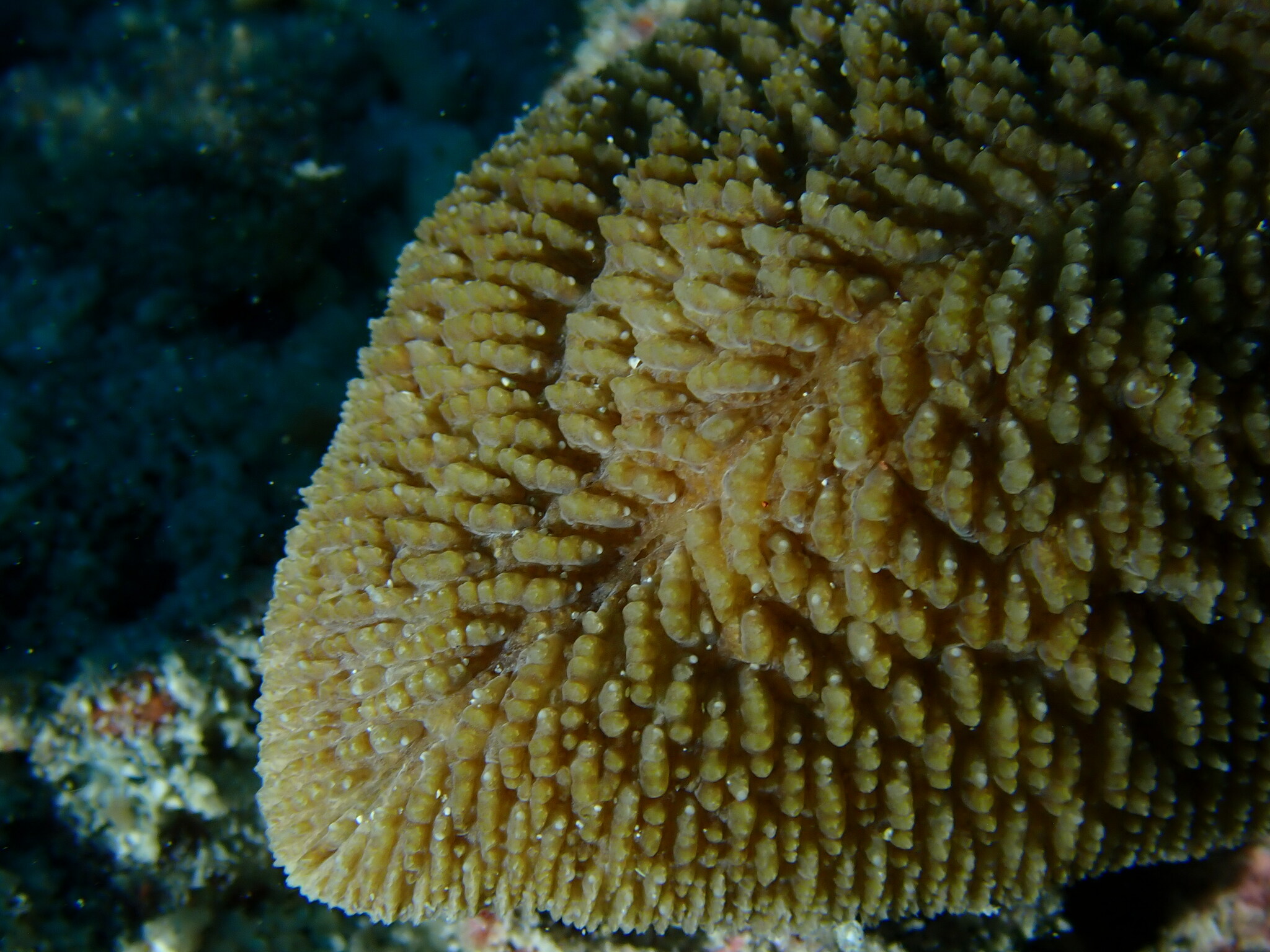 Polyphyllia Blainville, 1830