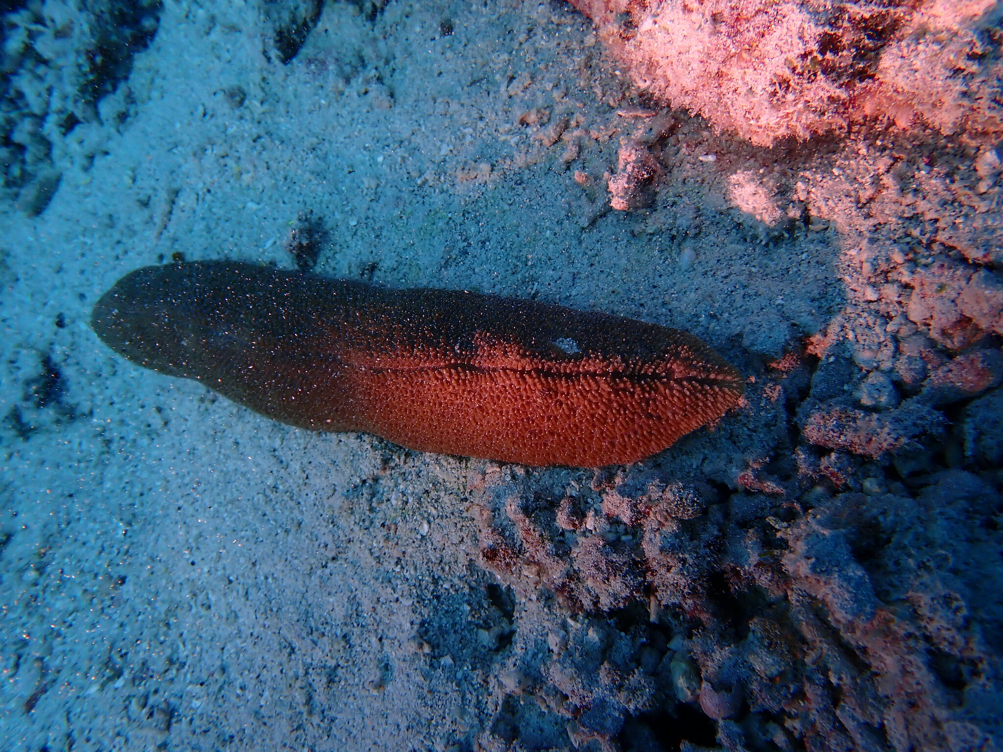 Polyphyllia Blainville, 1830