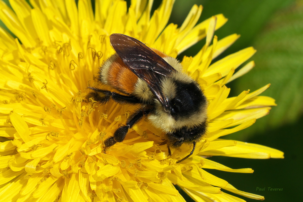 Tricolored Bumble Bee from Taiga Trail, Forillion National Park, QC ...